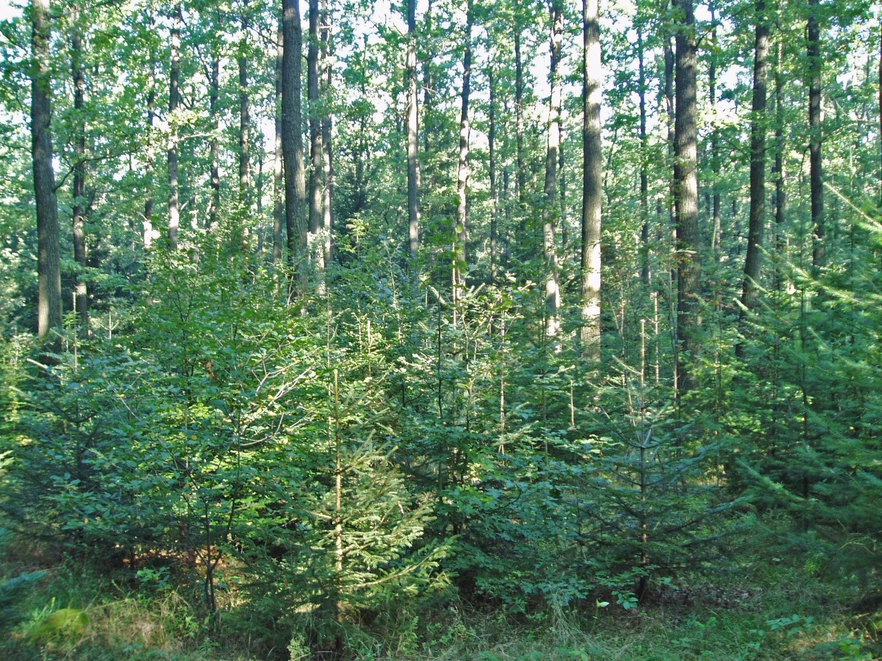 Economic analysis of short rotation coppice investment: Croatian case study