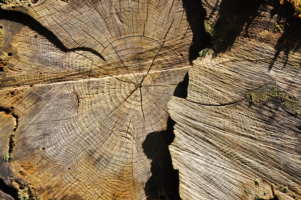 Growth and physiological assessment of chengal seedlings