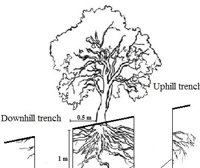 Seasonal and spatial variability of root reinforcement