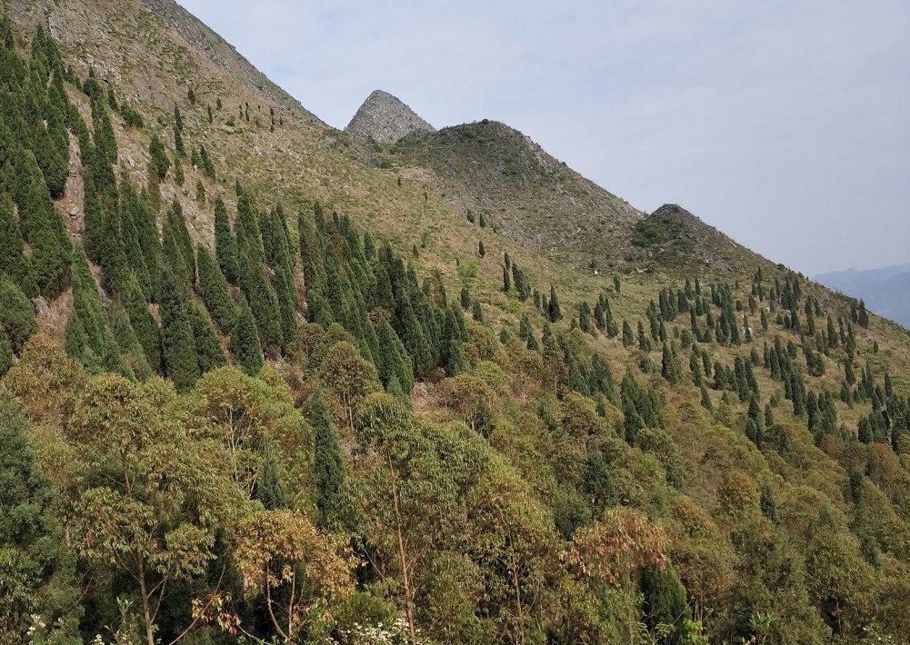 Stoichiometric characteristics of ecological-economic forests