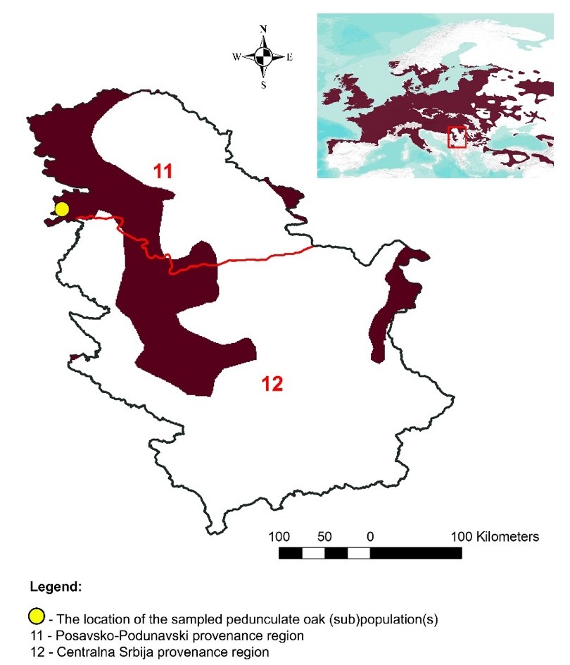 Conservation of Quercus robur L. genetic resources in its south-eastern ...