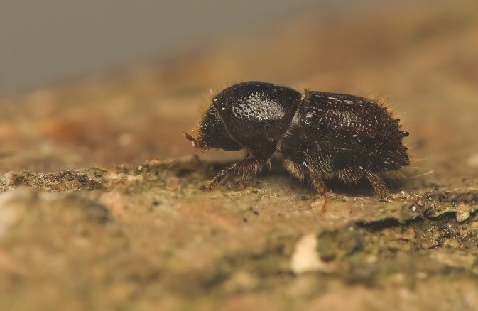 A cost-benefit analysis of different traps for monitoring European ...