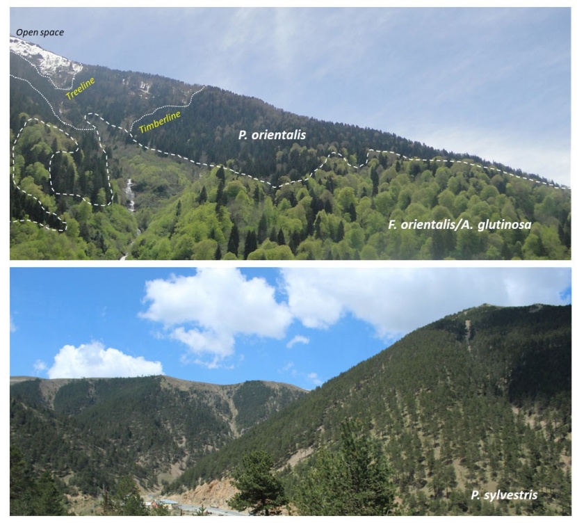 Altitudinal Topographic Controls on Tree Species Distributions at ...