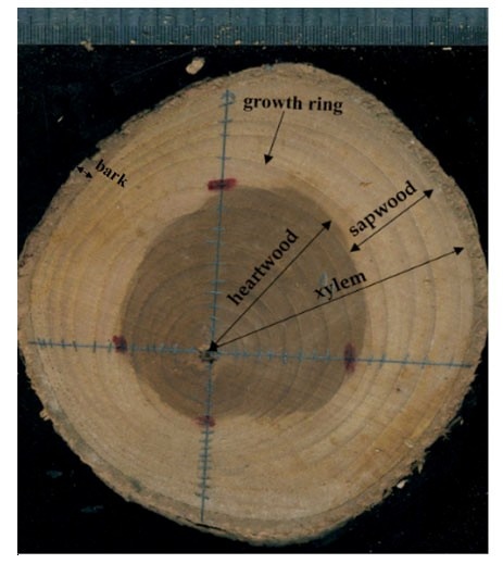 Growth process and heartwood formation for planted teak in South China