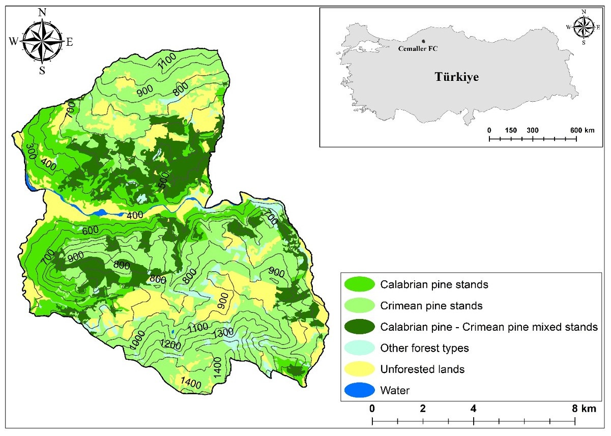 Height–diameter allometry of two commercial pine species