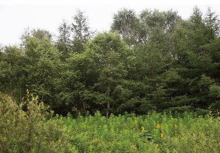 Differences in tree interactions between dominant species in pure and ...