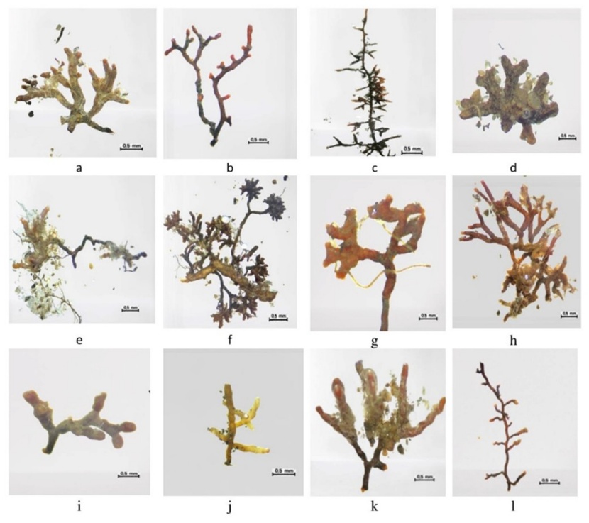 Ectomycorrhizal Symbionts of Scots Pine and Silver Birch Forest ...