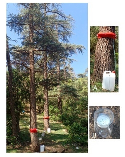 First Data On Rainfall Interception In An Atlas Cedar Forest Cedrus Atlantica Manetti In The