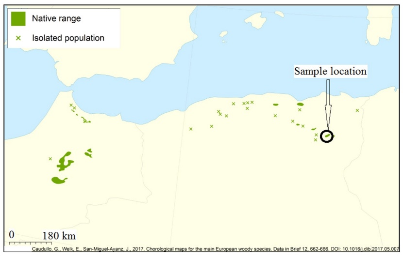 First data on rainfall interception in an Atlas cedar forest (Cedrus ...