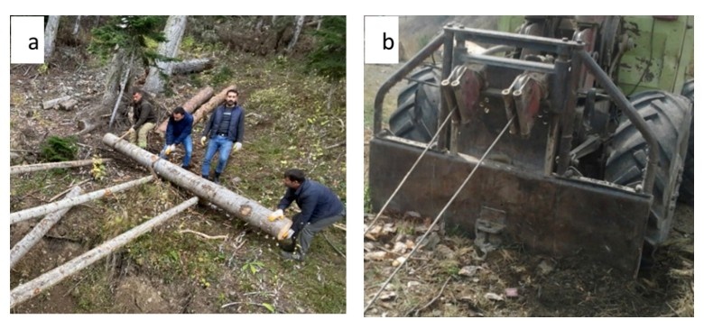 The effects of ground-based skidding on sapling vitality depending on ...