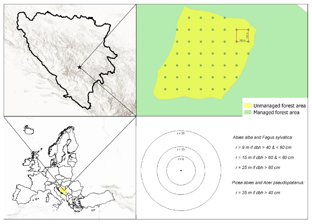 The occurrence and diversity of tree-related microhabitats in Dinaric ...
