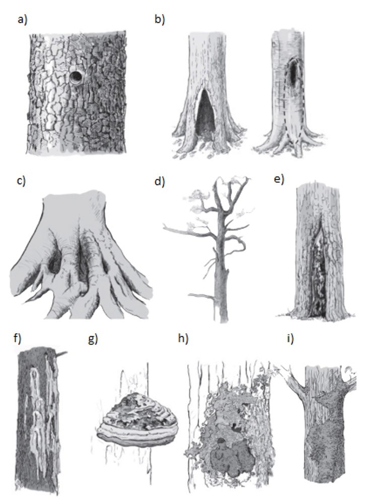 The occurrence and diversity of tree-related microhabitats in Dinaric ...